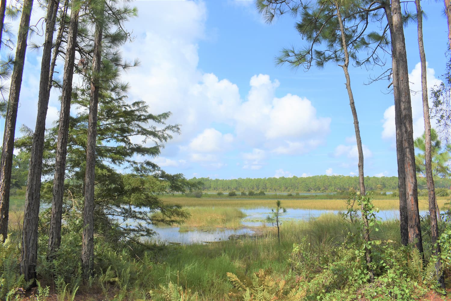 Orange County Earth Month - Environmental Protection Division