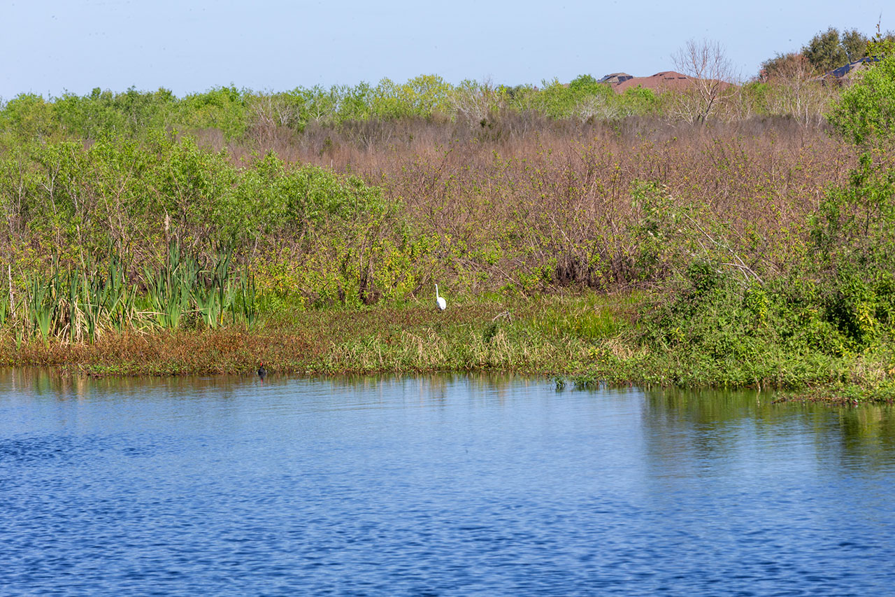 Healthy Lakes Need Living Lakeshores